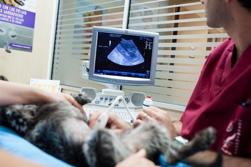 Como Se Hace Una Ecografia En Un Perro