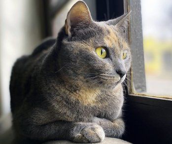 Mi gato tose mucho ¿Qué le sucede? | Alfa Veterinaria